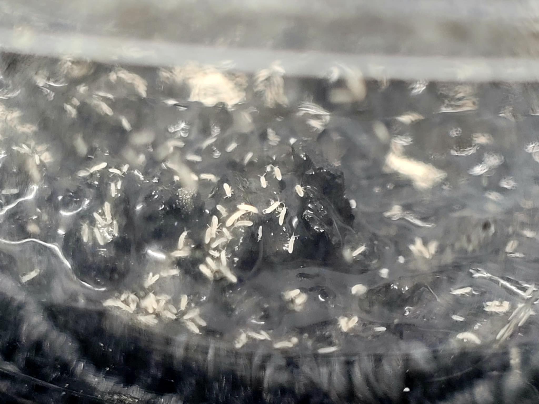 Happy Healthy Springtails Well-Started Cultures -please read about shi ...